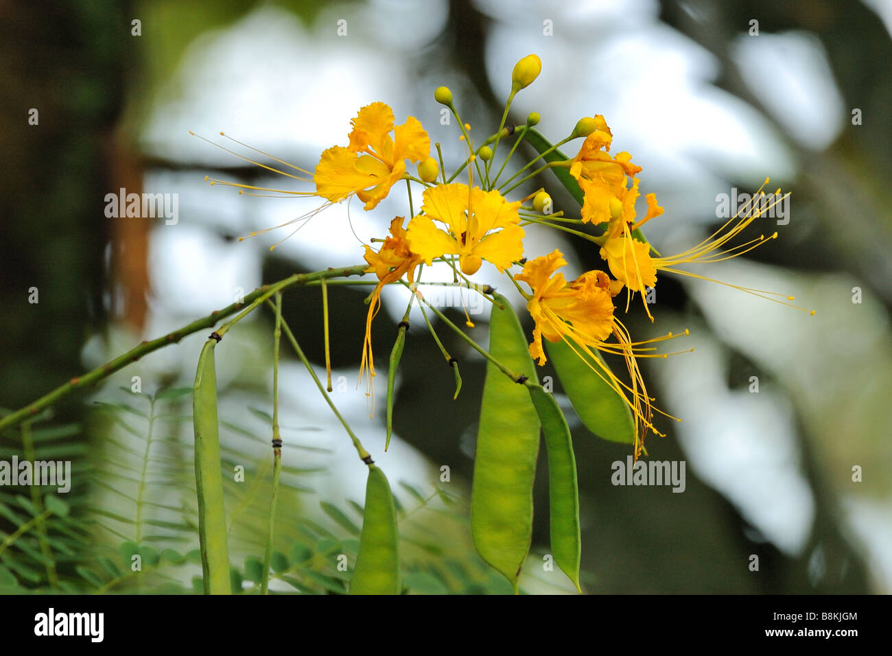 Yellow seed pods hi-res stock photography and images - Alamy