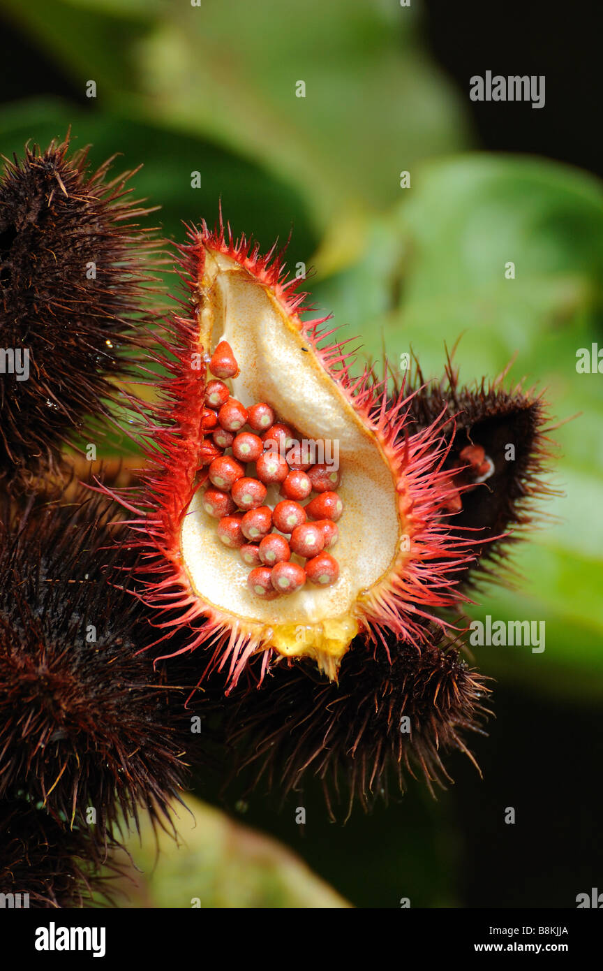 Achiote fruit seeds Stock Photo - Alamy