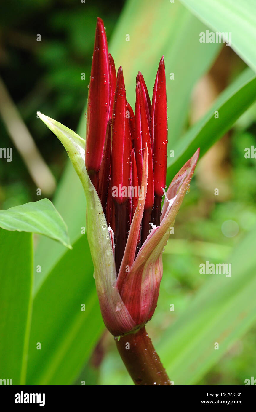 Red Crinum Lily Flower Emerging Stock Photo - Alamy