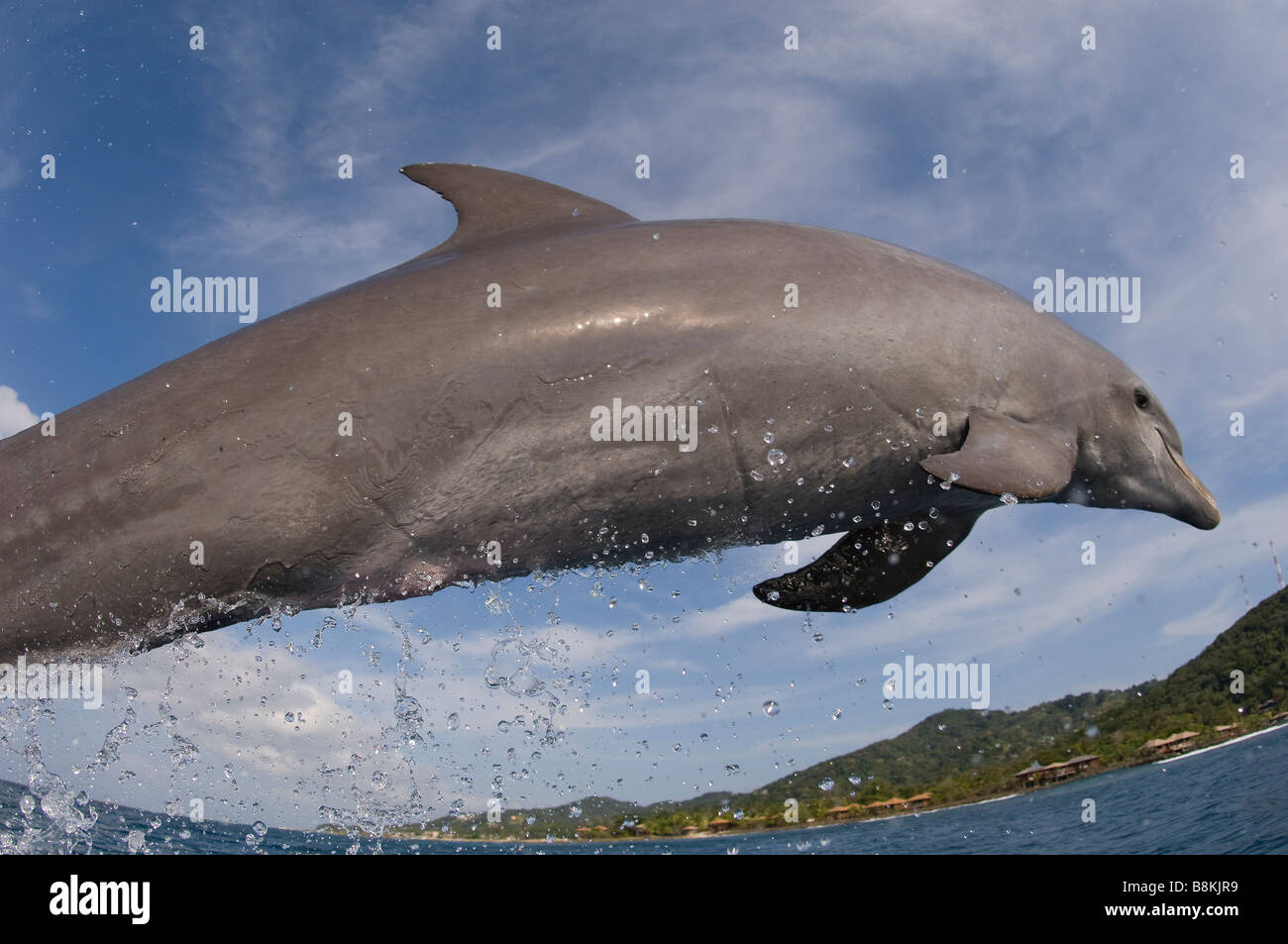 Bottlenose Dolphin Tursiops truncatus Caribbean Sea Honduras Stock ...