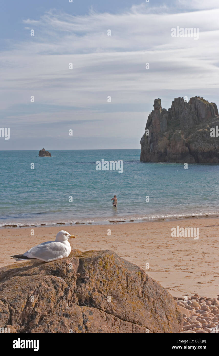 A seagull in a beach scene. Taken at beauport beach Jersey Stock Photo ...