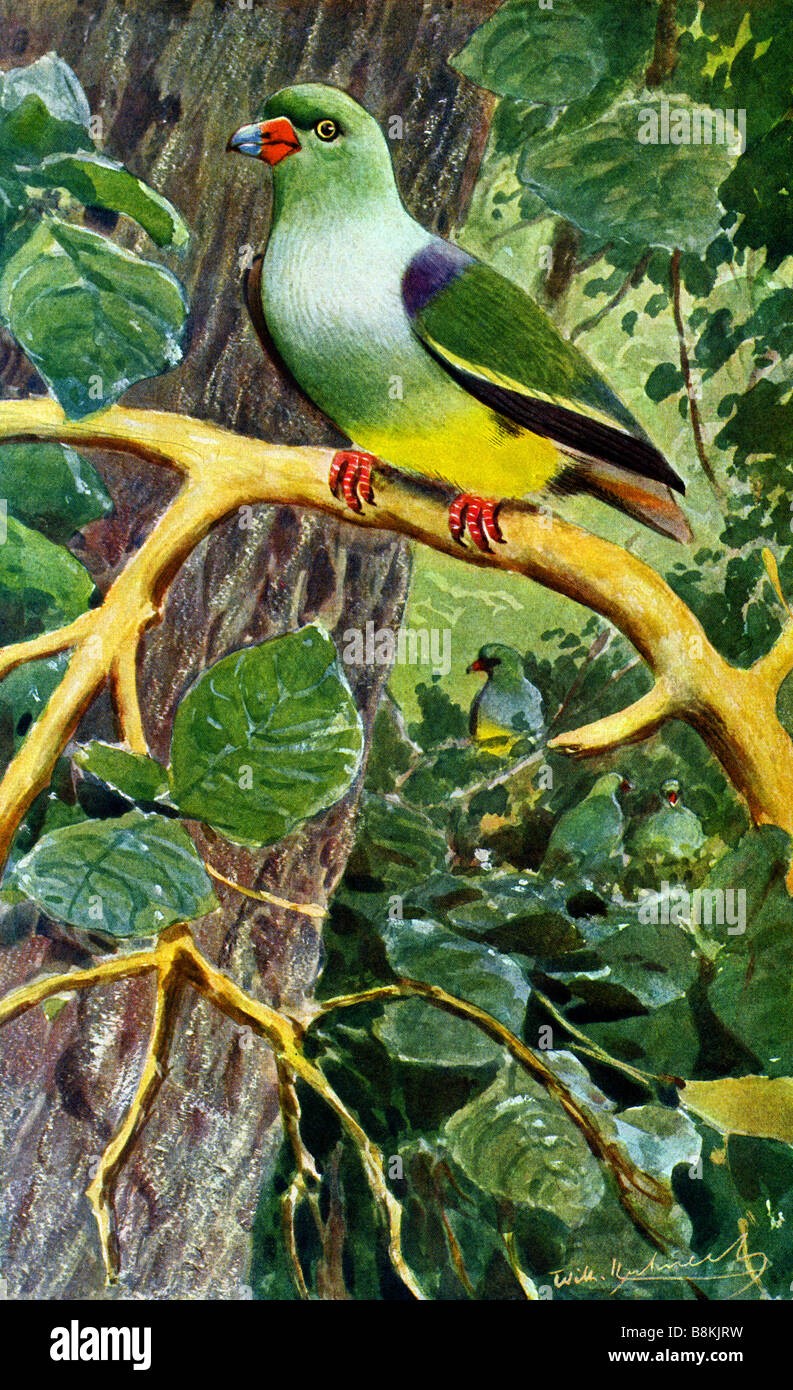 African Green-pigeon (Treron calvus), illustrated by Wilhelm Kuhnert ...