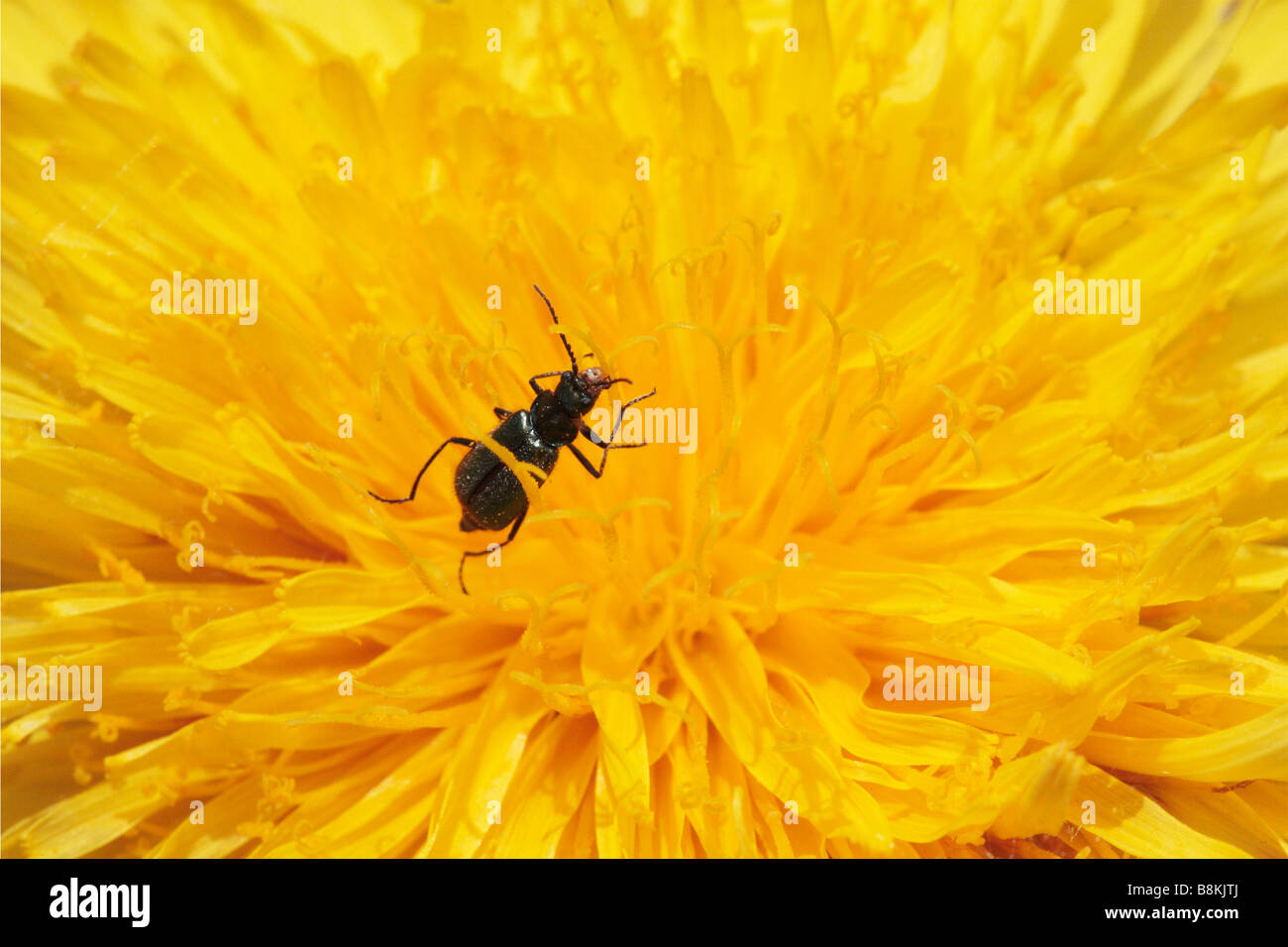 Beetling hi-res stock photography and images - Alamy