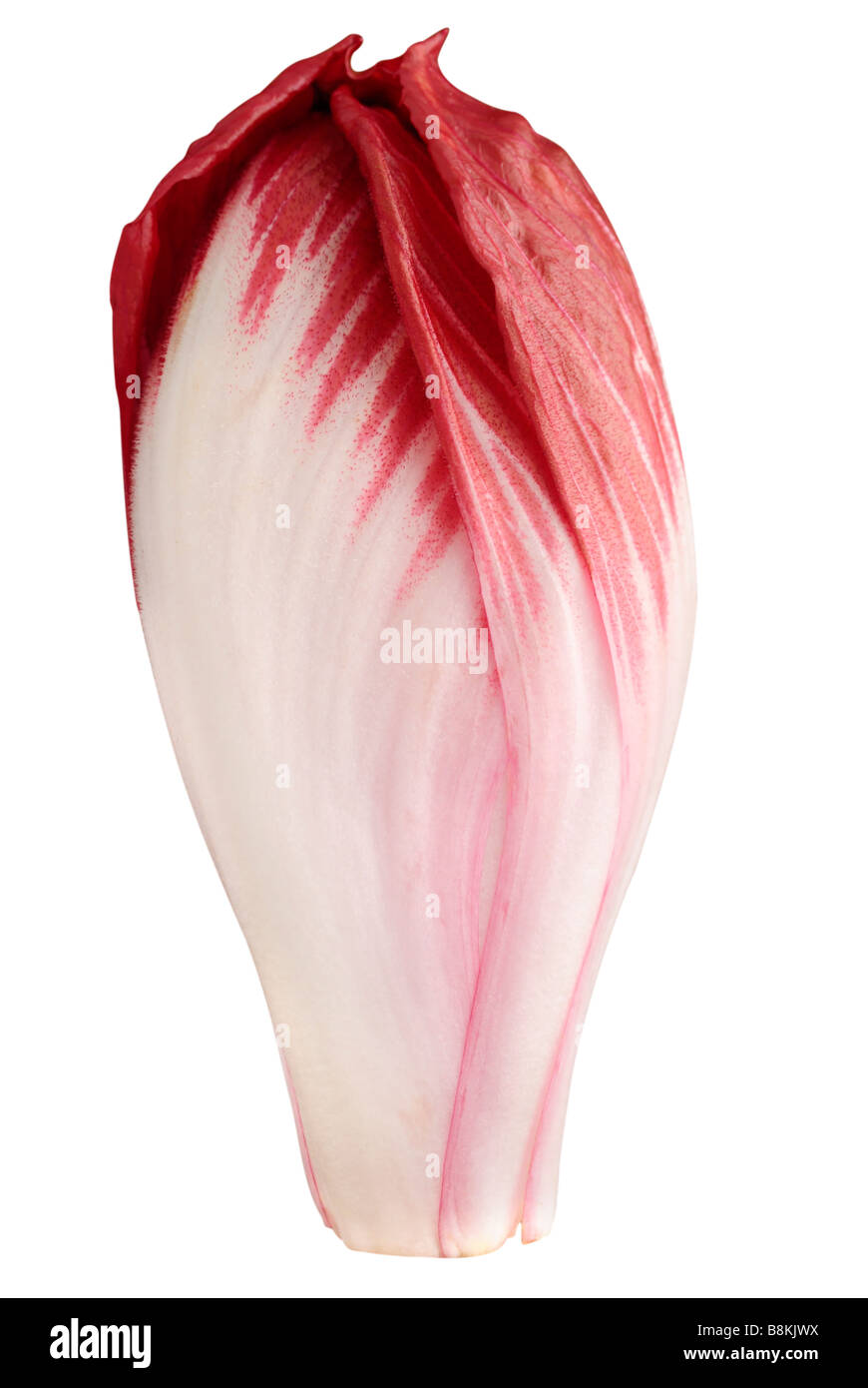 Carmine endive, a new french red chicory isolated on white with ...