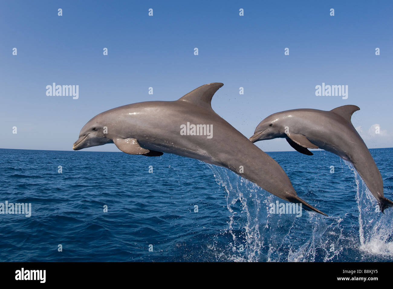 Bottlenose Dolphin Tursiops truncatus Caribbean Sea Honduras Stock ...
