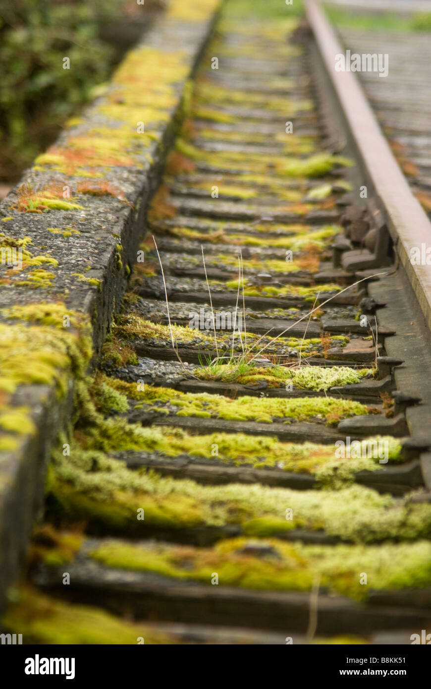 old and overgrown railway track Stock Photo - Alamy