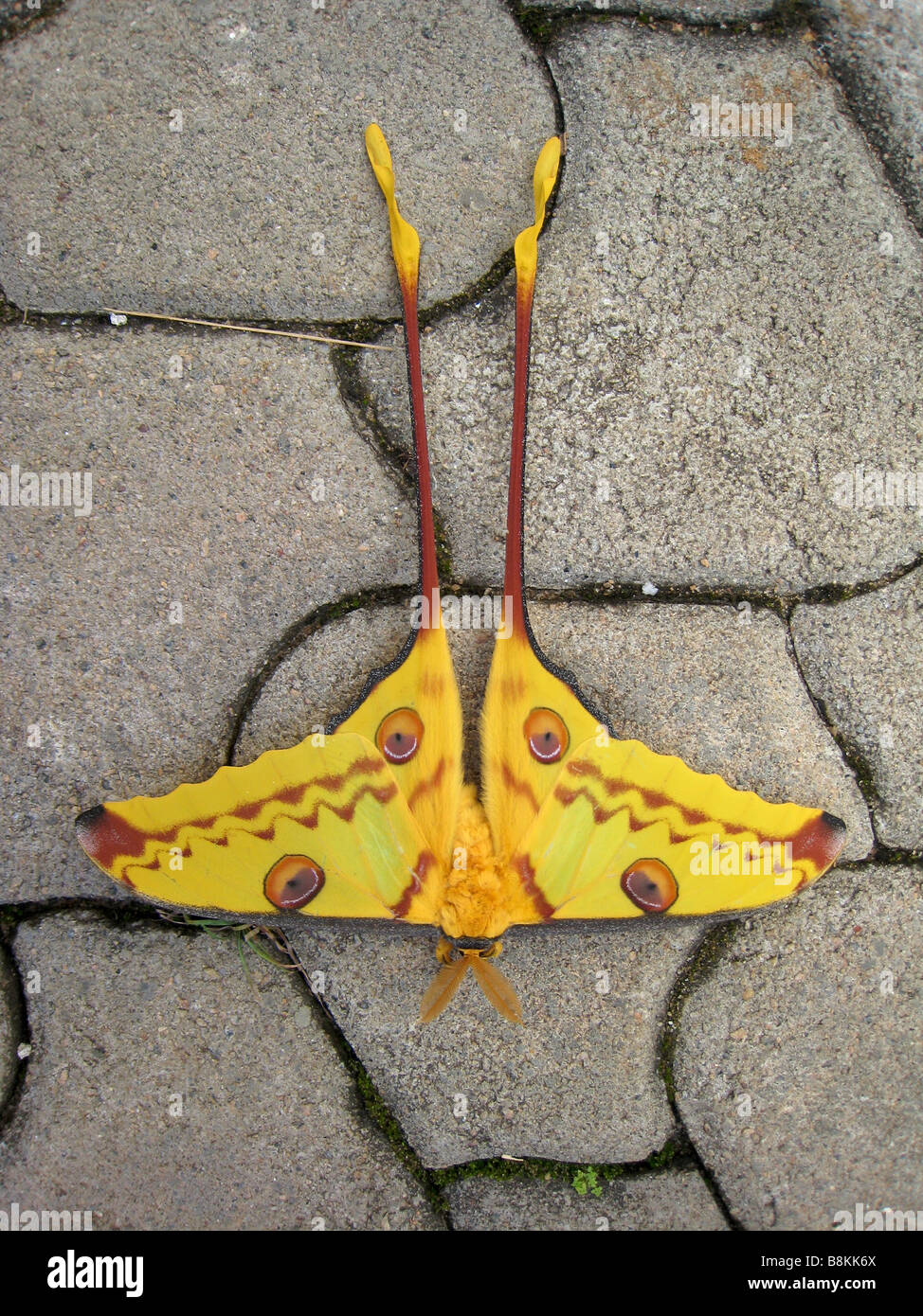 Comet Moth (Argema mittrei) on rock patio in Andasibe, Madagascar Stock ...