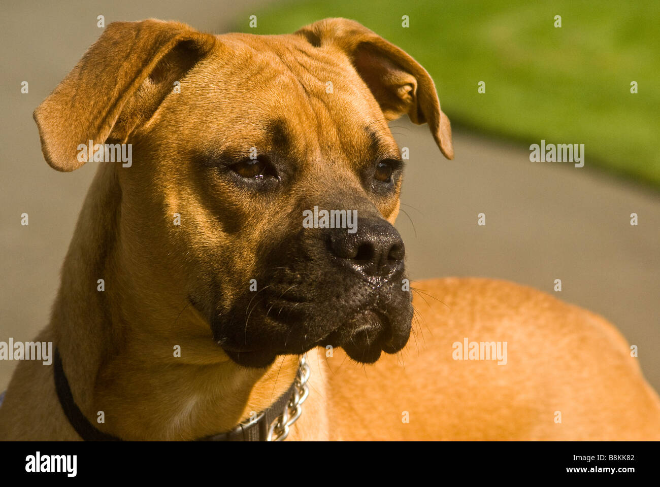 pit bull cross Stock Photo - Alamy