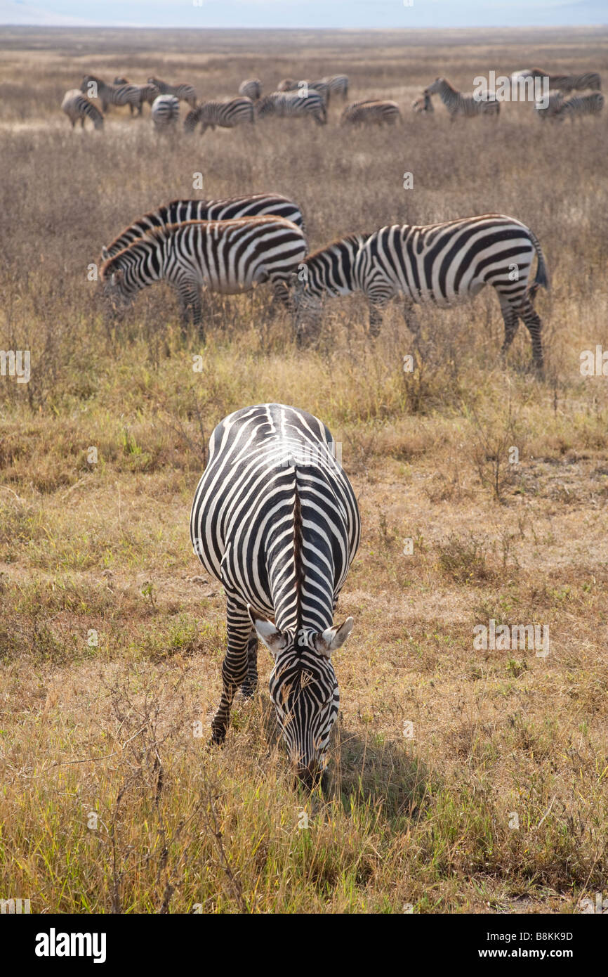Detailherd hi-res stock photography and images - Alamy