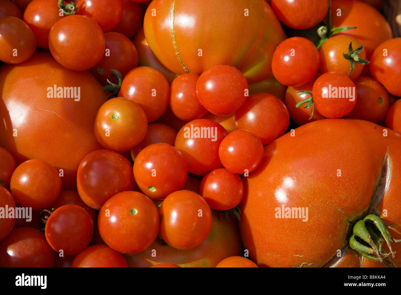Tomato varieties hi-res stock photography and images - Alamy