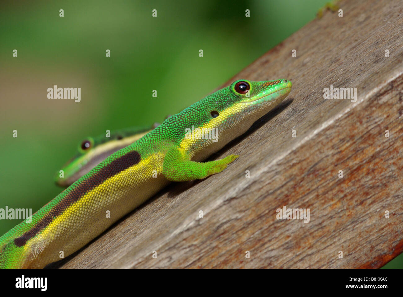Day geckos hi-res stock photography and images - Alamy