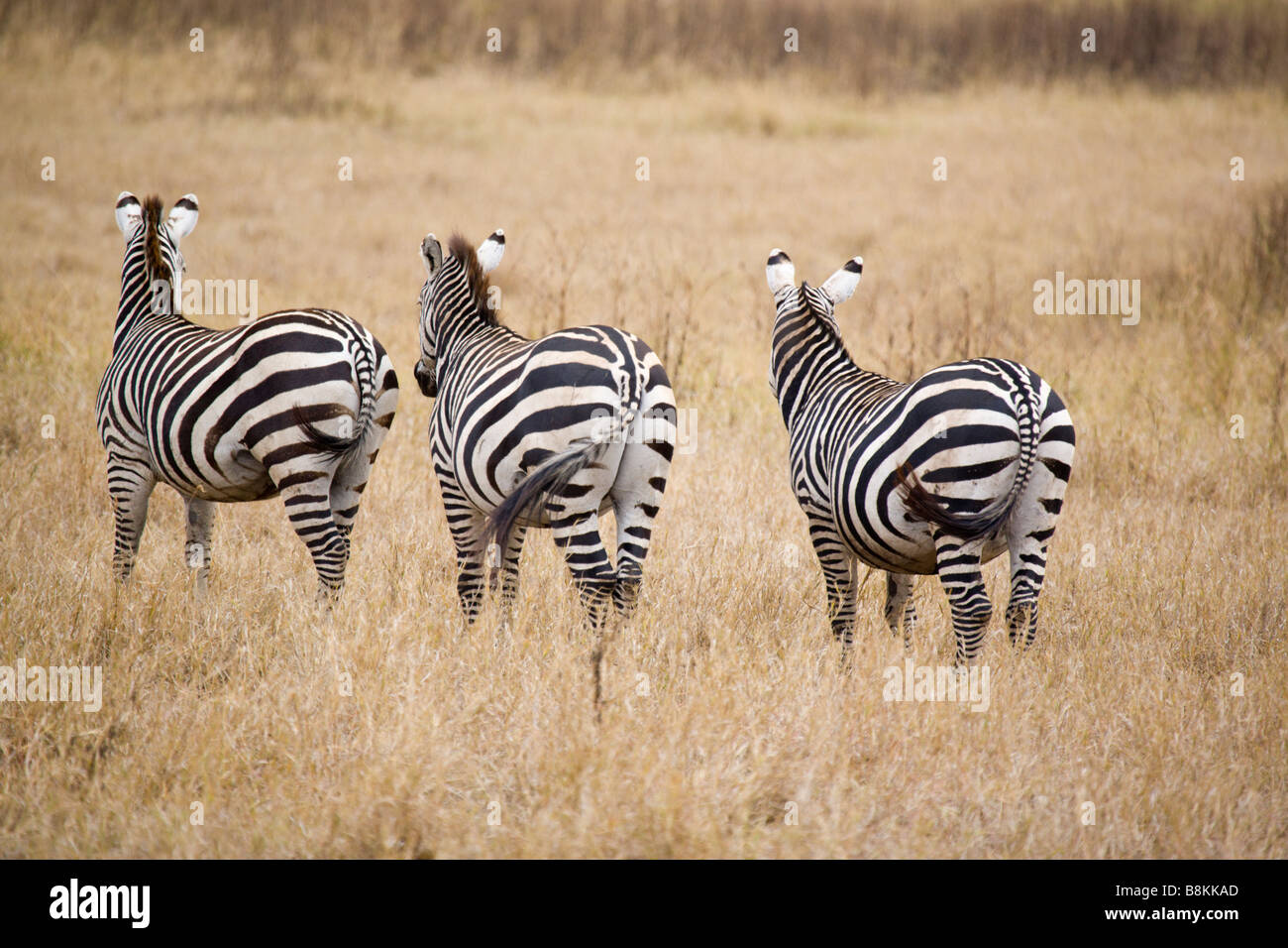 Three zebras turn their backs to run away in the Ngorongoro Crater ...