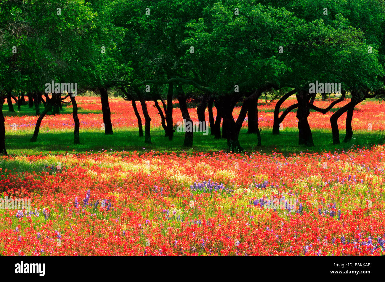 USA, Texas. Sea of indian paintbrush (Castilleja indivisa) flows around ...