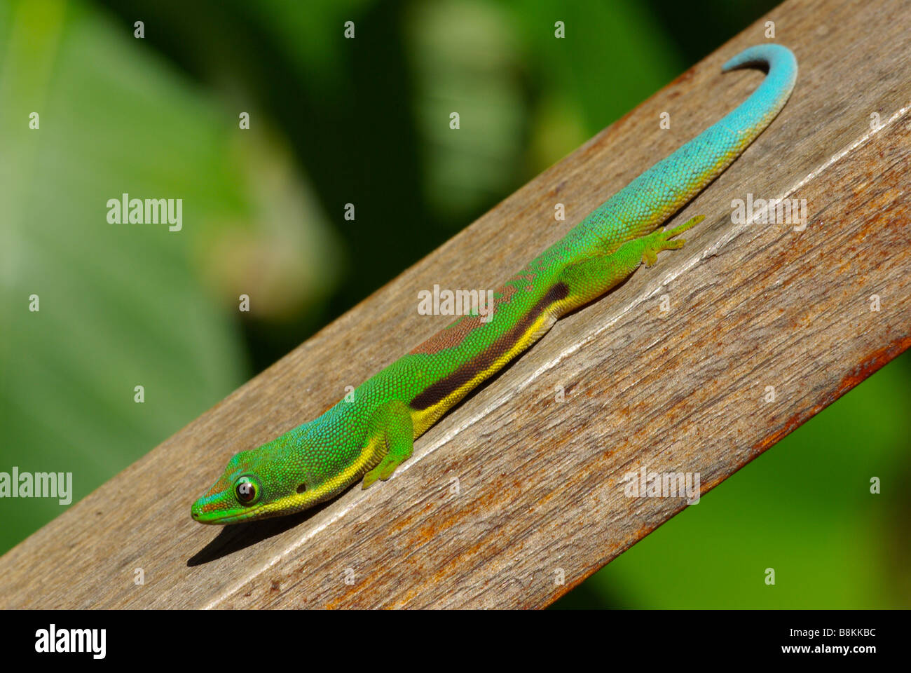 Lined Day Gecko (Phelsuma lineata lineata) on banister in Andasibe ...