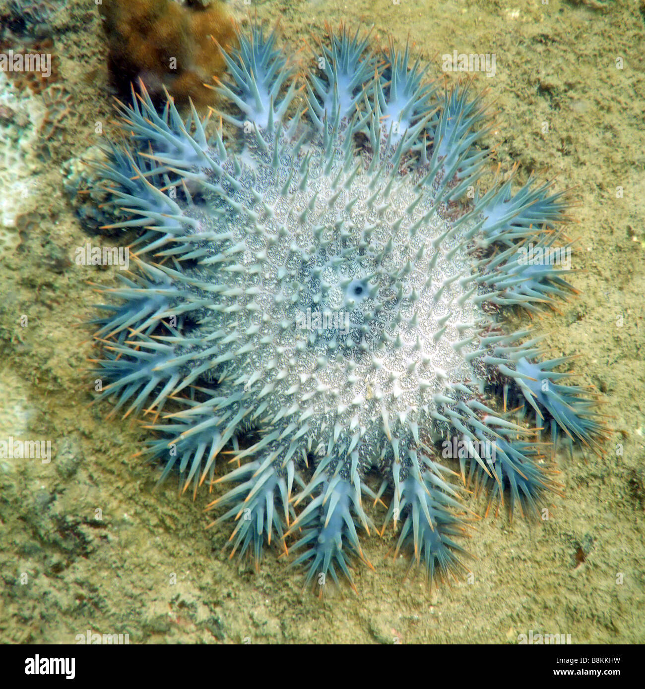Crown of Thorns Acanthaster planci Indo Pacific ocean Stock Photo - Alamy