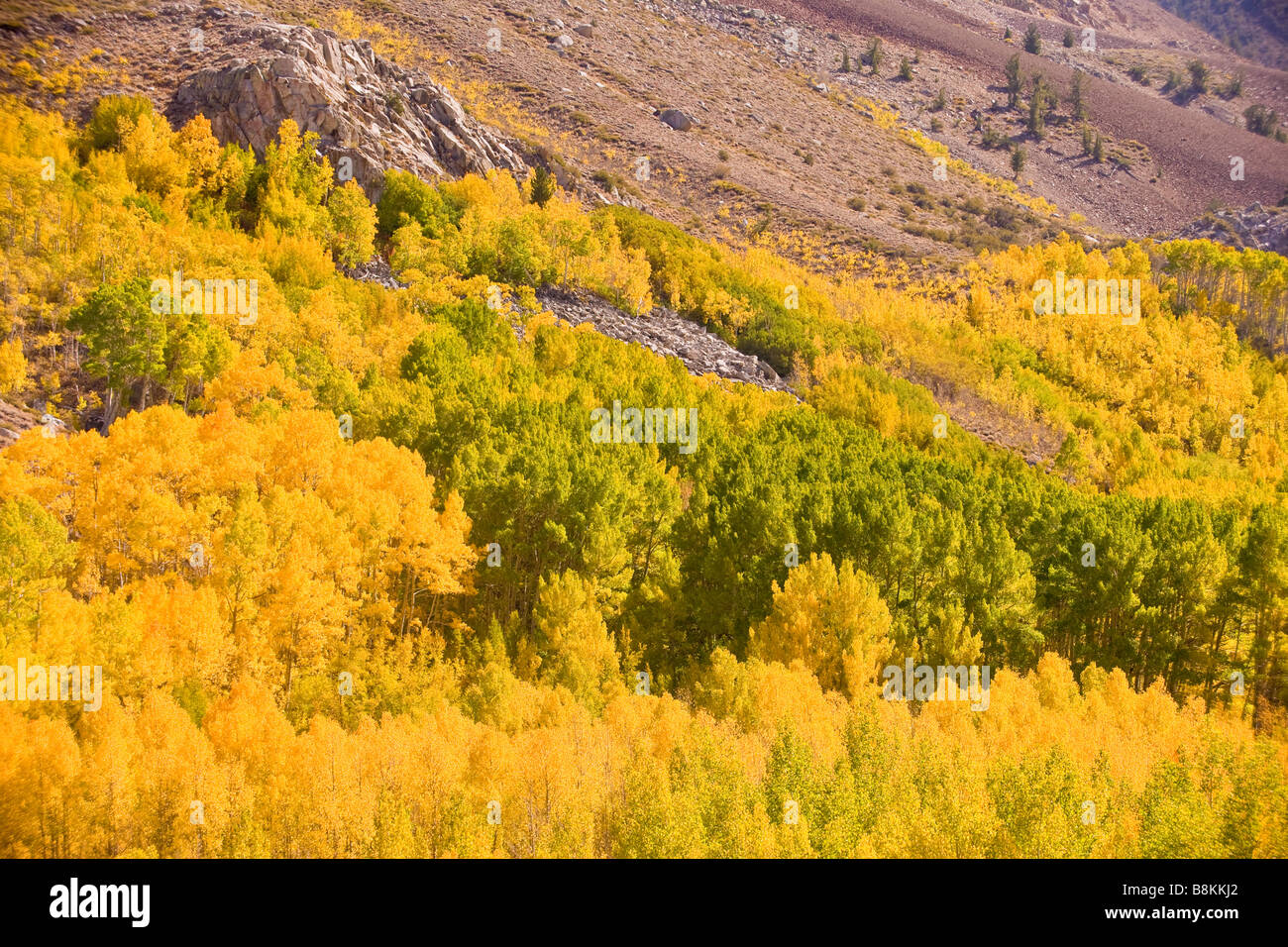 aspen (Populus tremuloides) in fall colors along the South Fork of ...