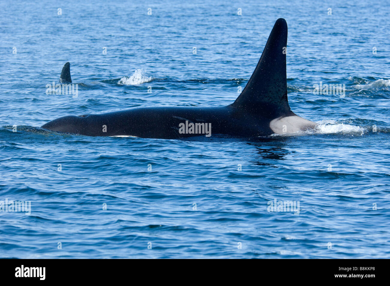 Killer whales Orcinus orca Alaska Stock Photo - Alamy