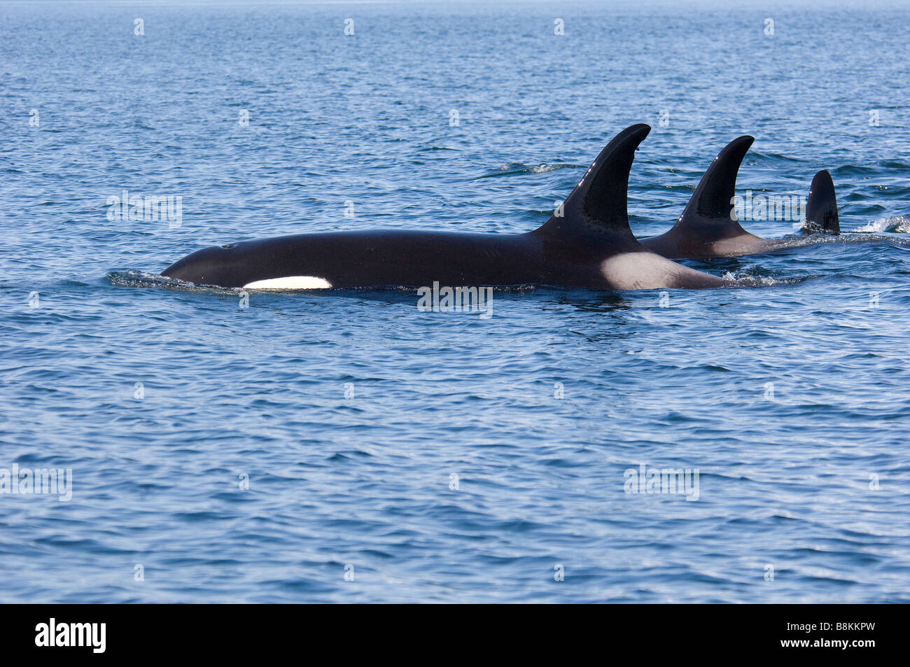 Killer whales Orcinus orca Alaska Stock Photo - Alamy