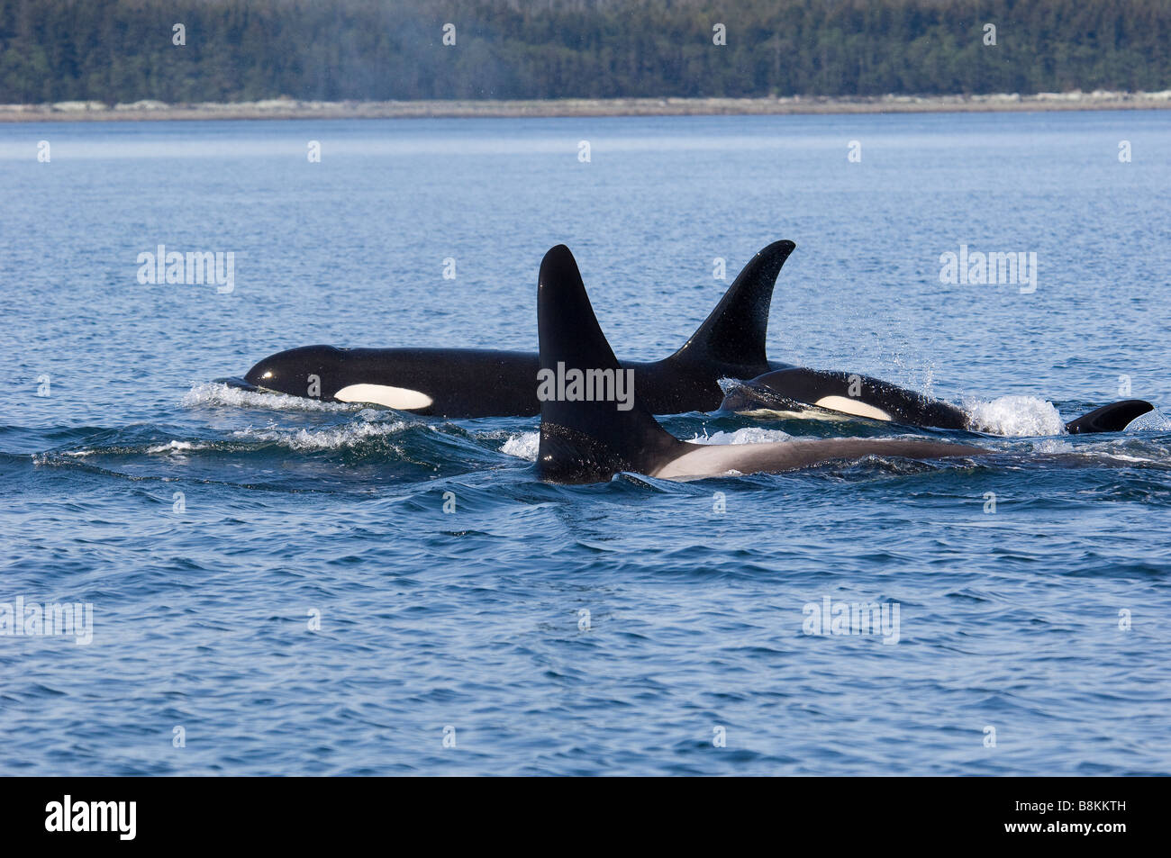 Killer whales Orcinus orca Alaska Stock Photo - Alamy