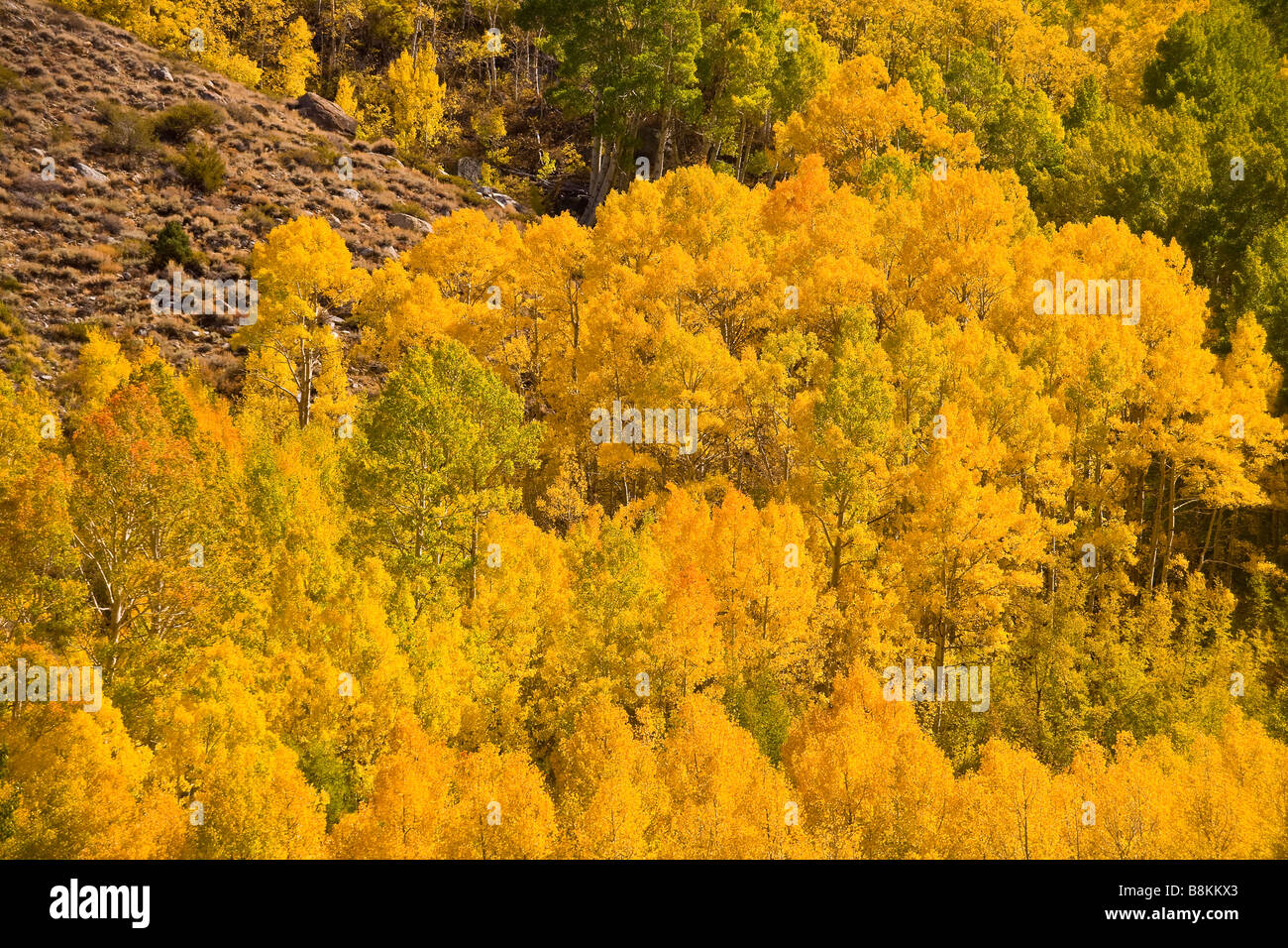 aspen (Populus tremuloides) in fall colors along the South Fork of ...