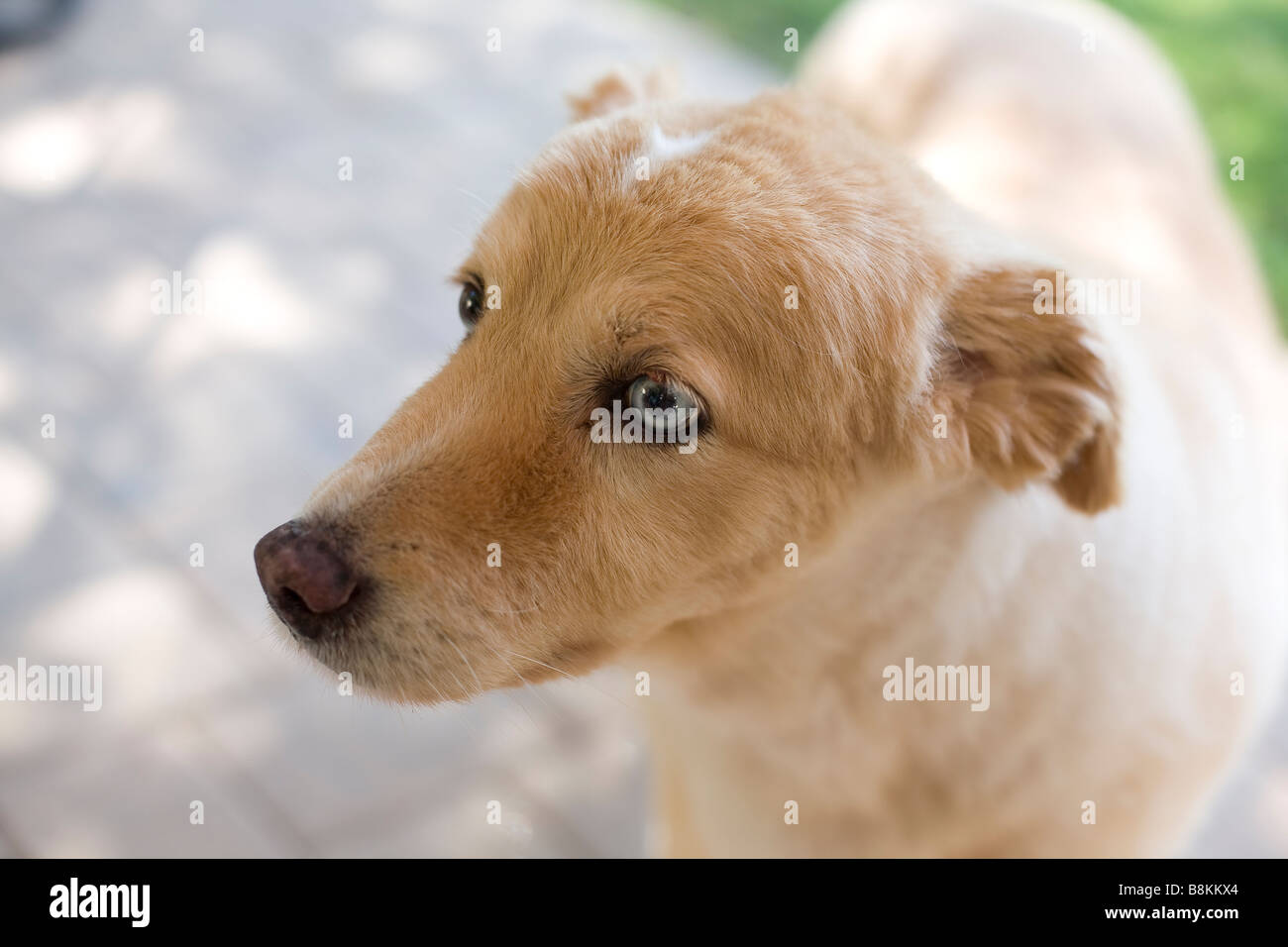 A blue eyed mutt on the back porch shows off his new hair cut Stock ...
