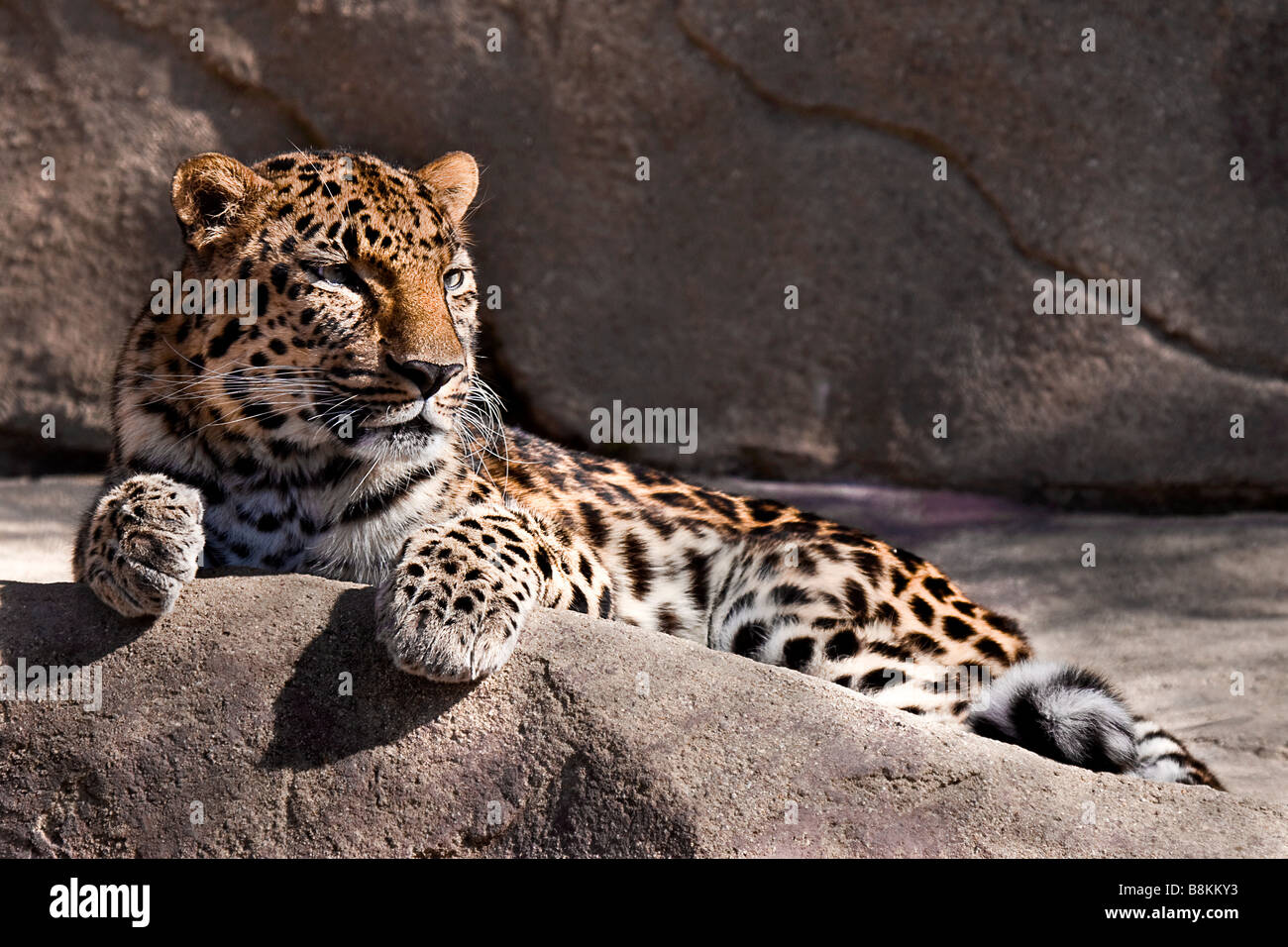 Spotted Leopard relaxing lying on a rock, looking around Stock Photo ...