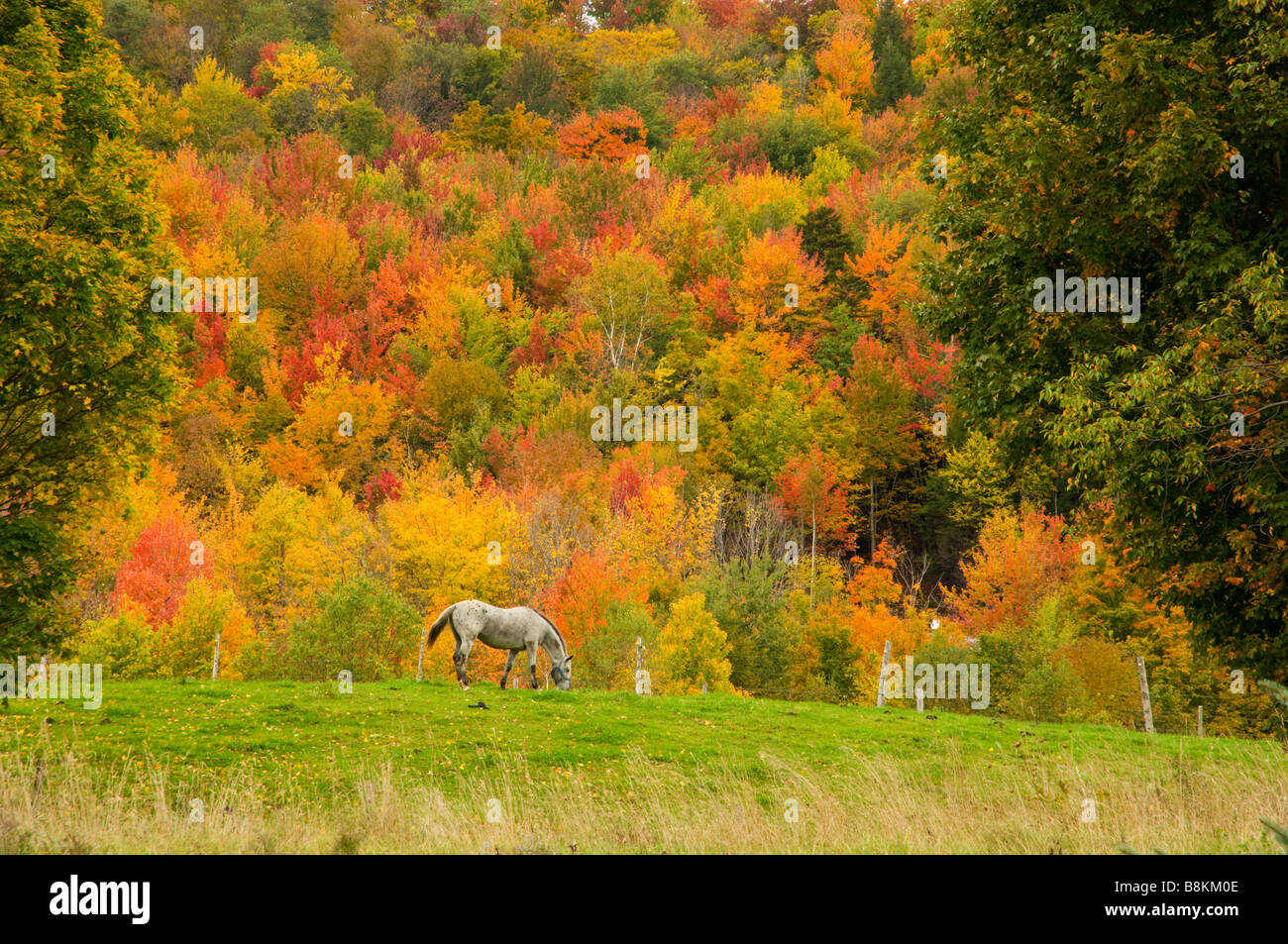 Fall foilage in the hills with a horse grazing in the pasture in rural ...