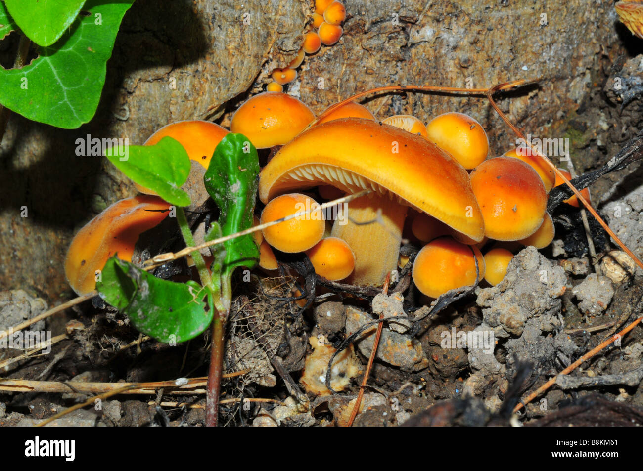 image of Flammulina velutipes Stock Photo - Alamy