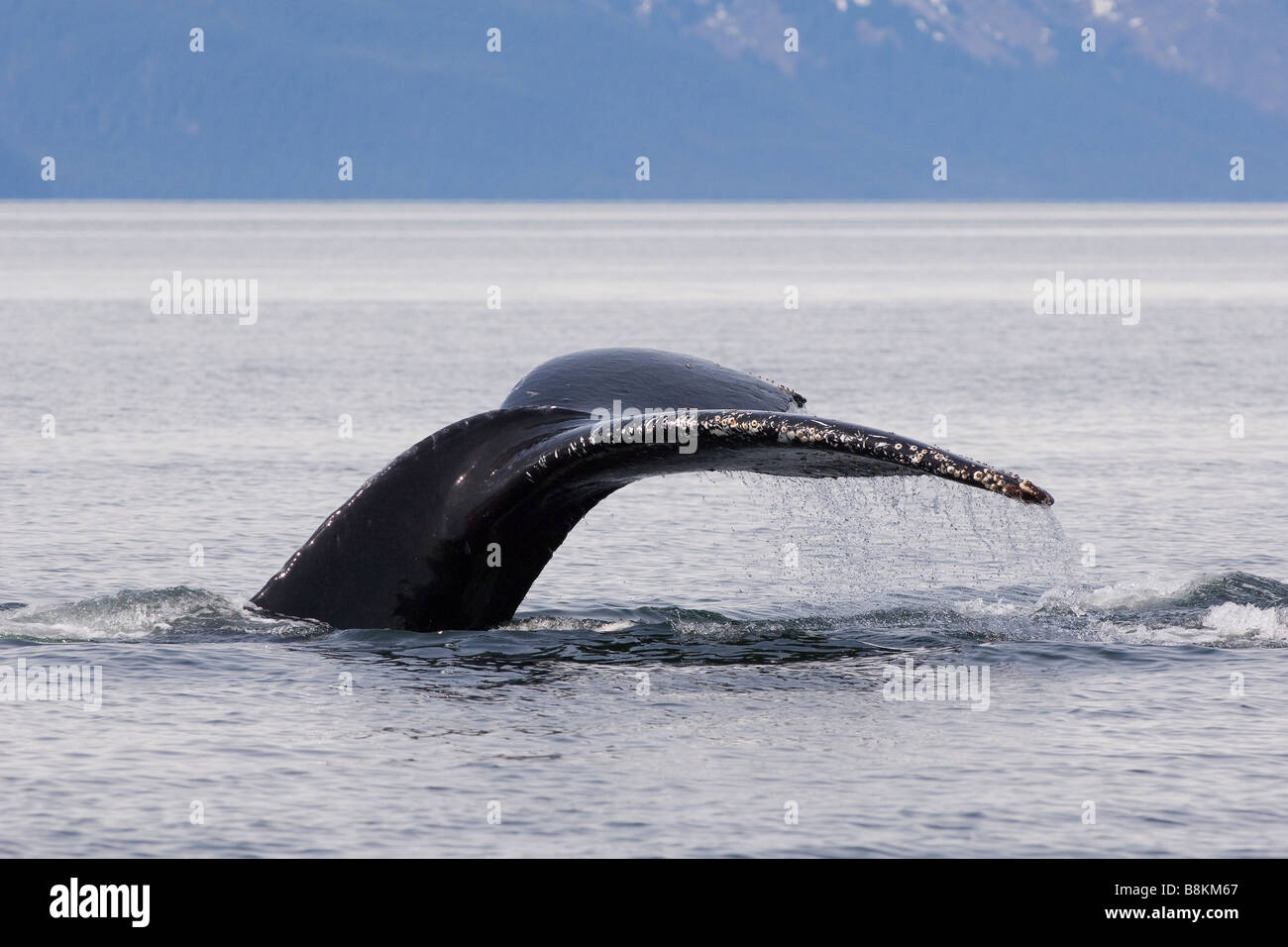 Humpback Whales tail fluke Megaptera novaeangliae Southeast Alaska Stock Photo - Alamy