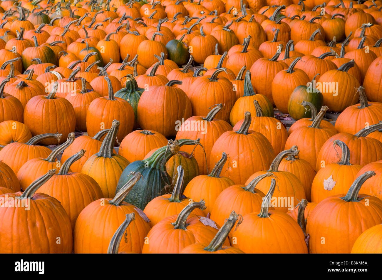 Ellie's Farm Market with pumpkins and fall decor in Northfield, Vermont ...