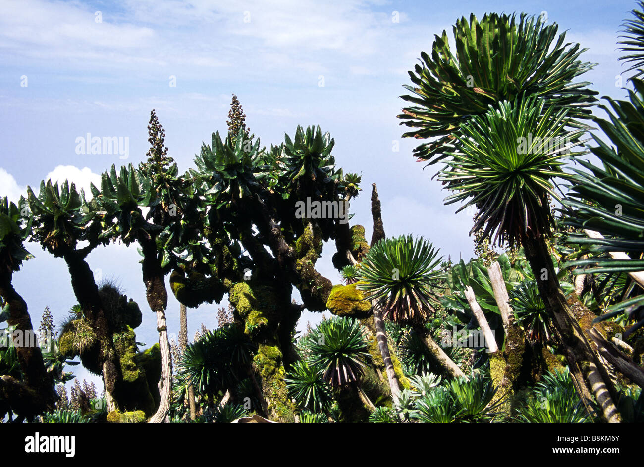 Lobelia trees hi-res stock photography and images - Alamy