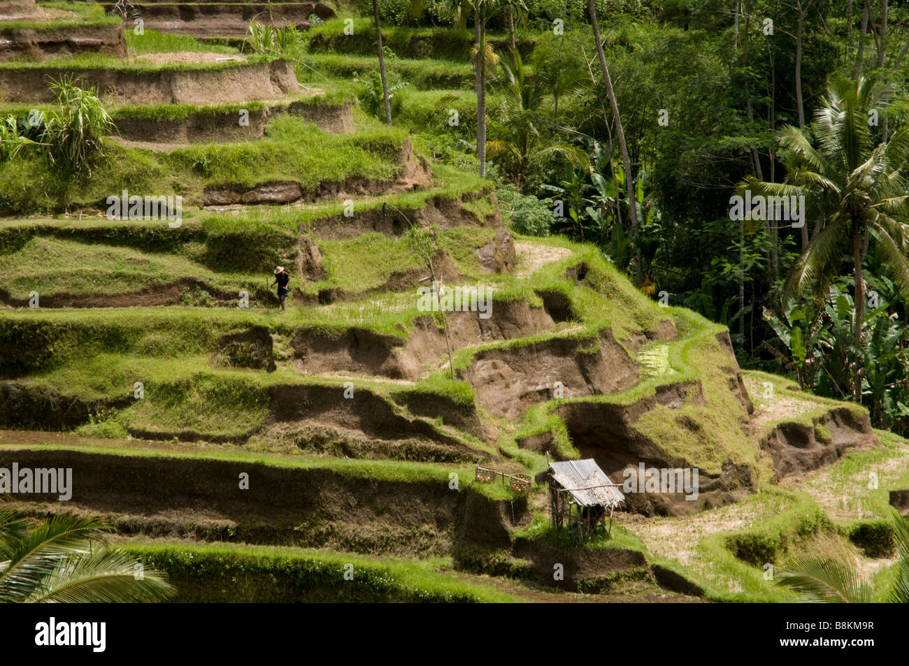 Rice Terrace Ubud Stock Photo - Alamy