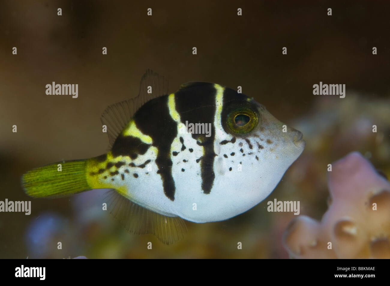 Model toby fish hi-res stock photography and images - Alamy
