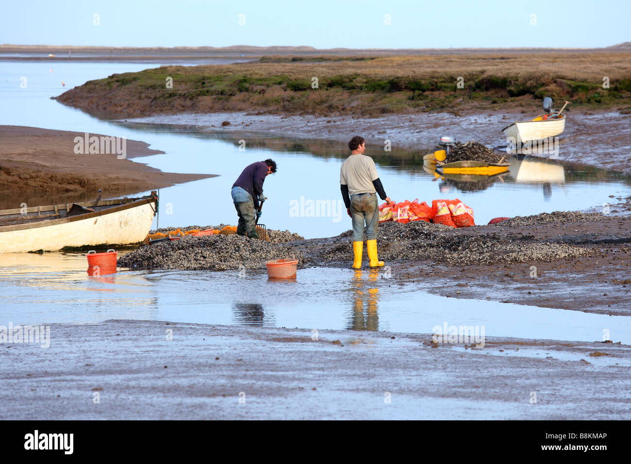 Brancaster mussels hi-res stock photography and images - Alamy