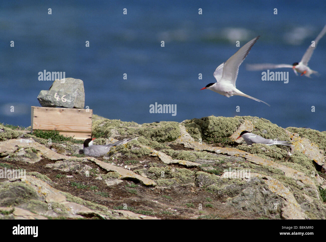 The Skerries, RSPB bird protection, The Irish Sea UK: Arctic Terns land ...