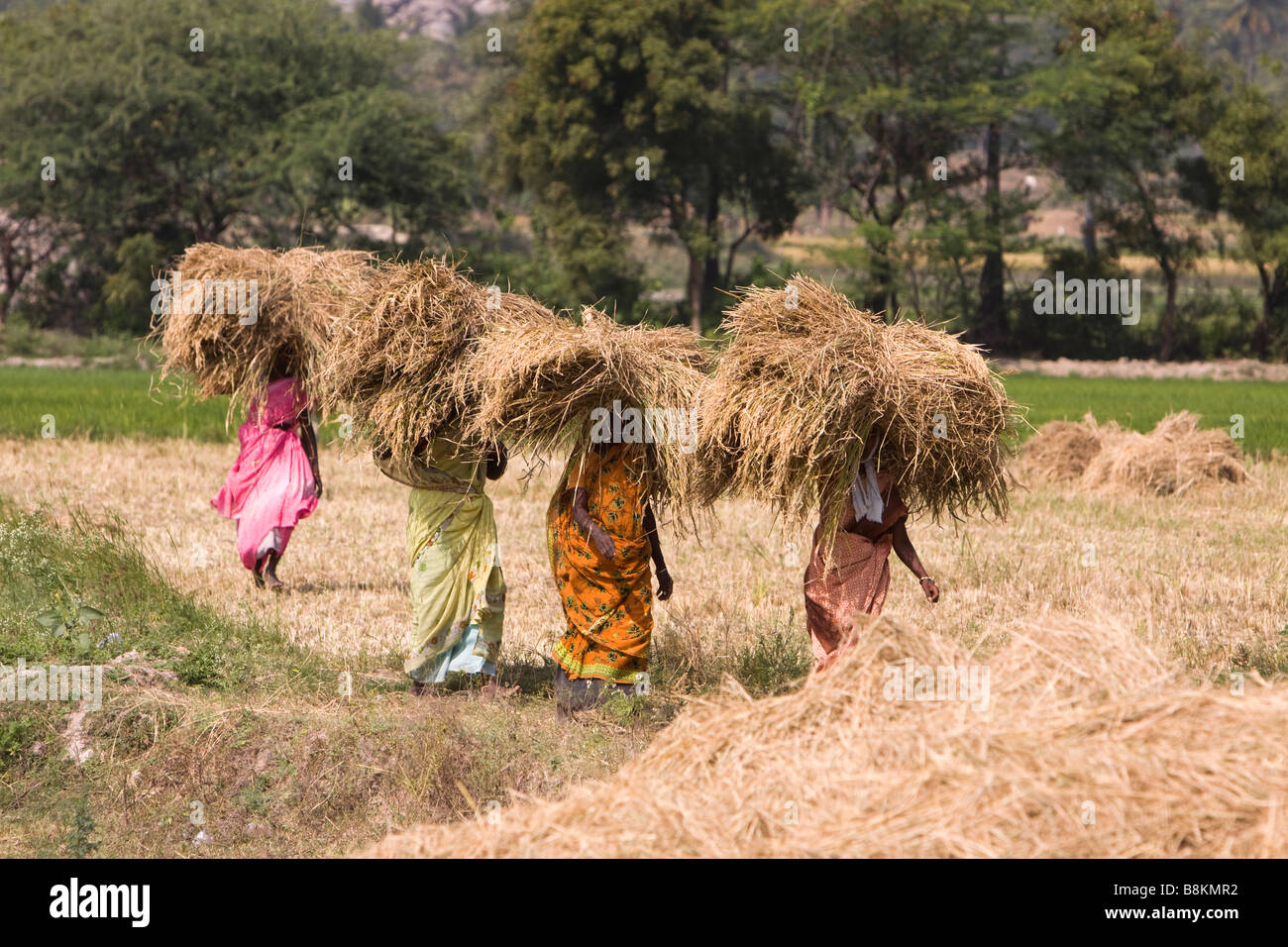 India Tamil Nadu harvest time four women carrying harvested rice for ...