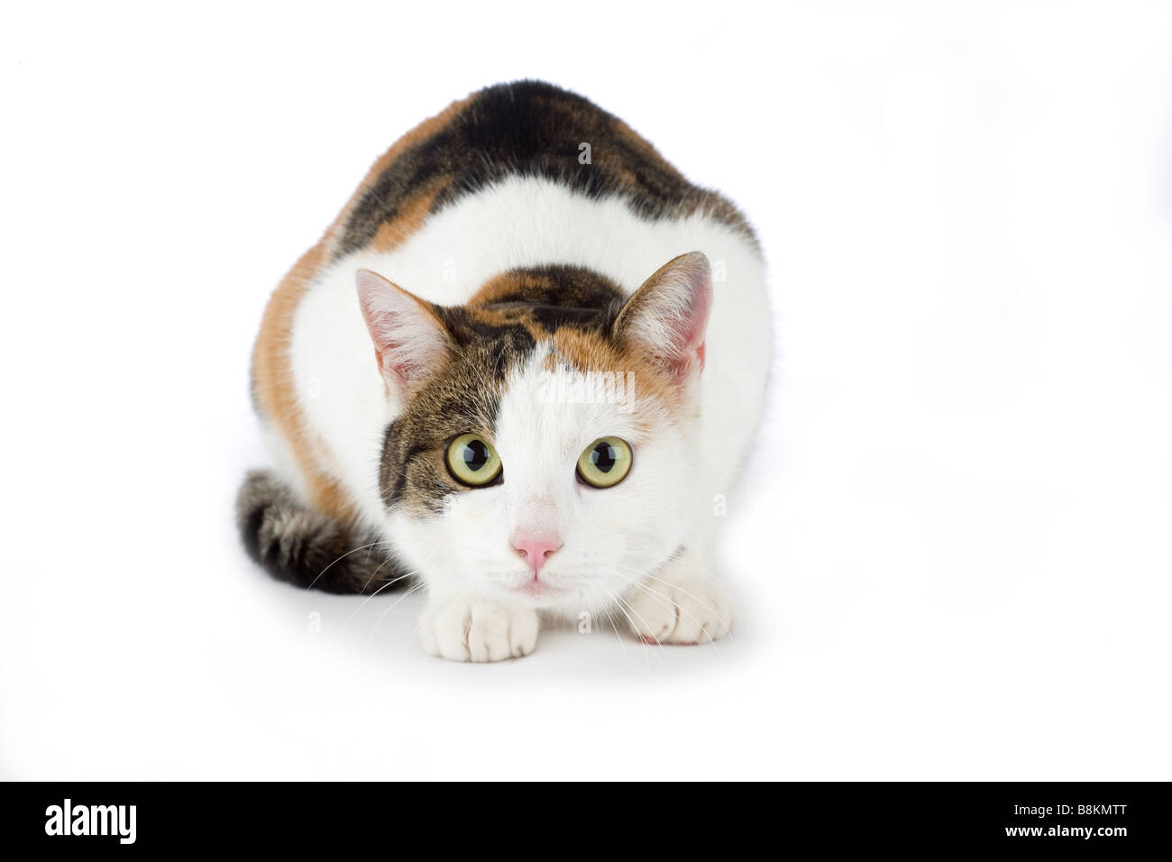 Spotted fur Cut Out Stock Images & Pictures - Alamy