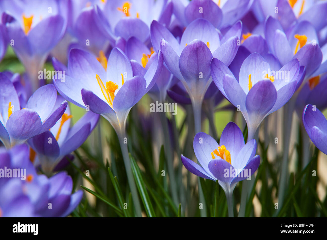 Crocus vernus 'Queen of the blues' spring flowers Stock Photo - Alamy