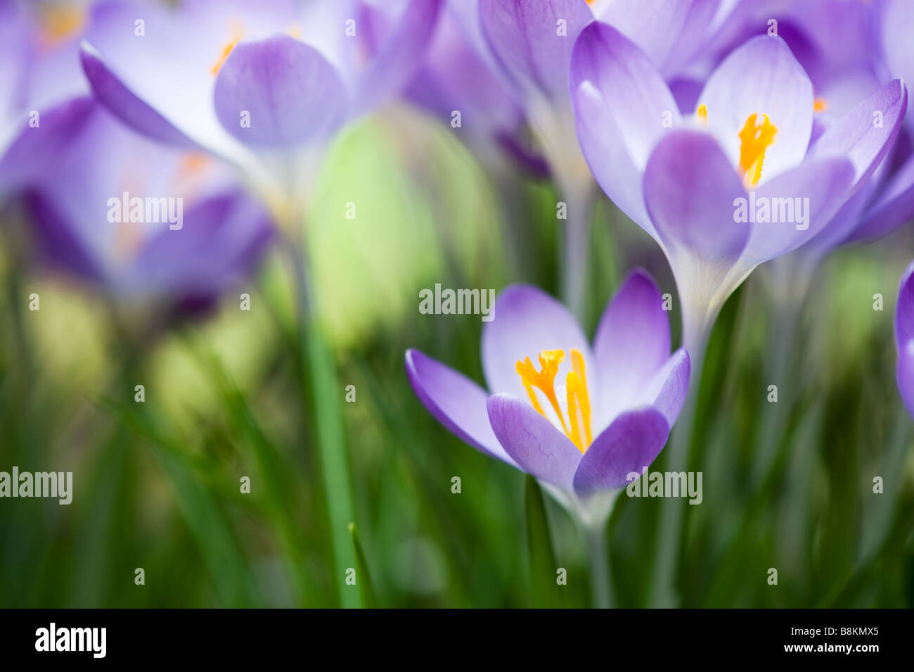 Crocus vernus 'Queen of the blues' spring flowers Stock Photo - Alamy