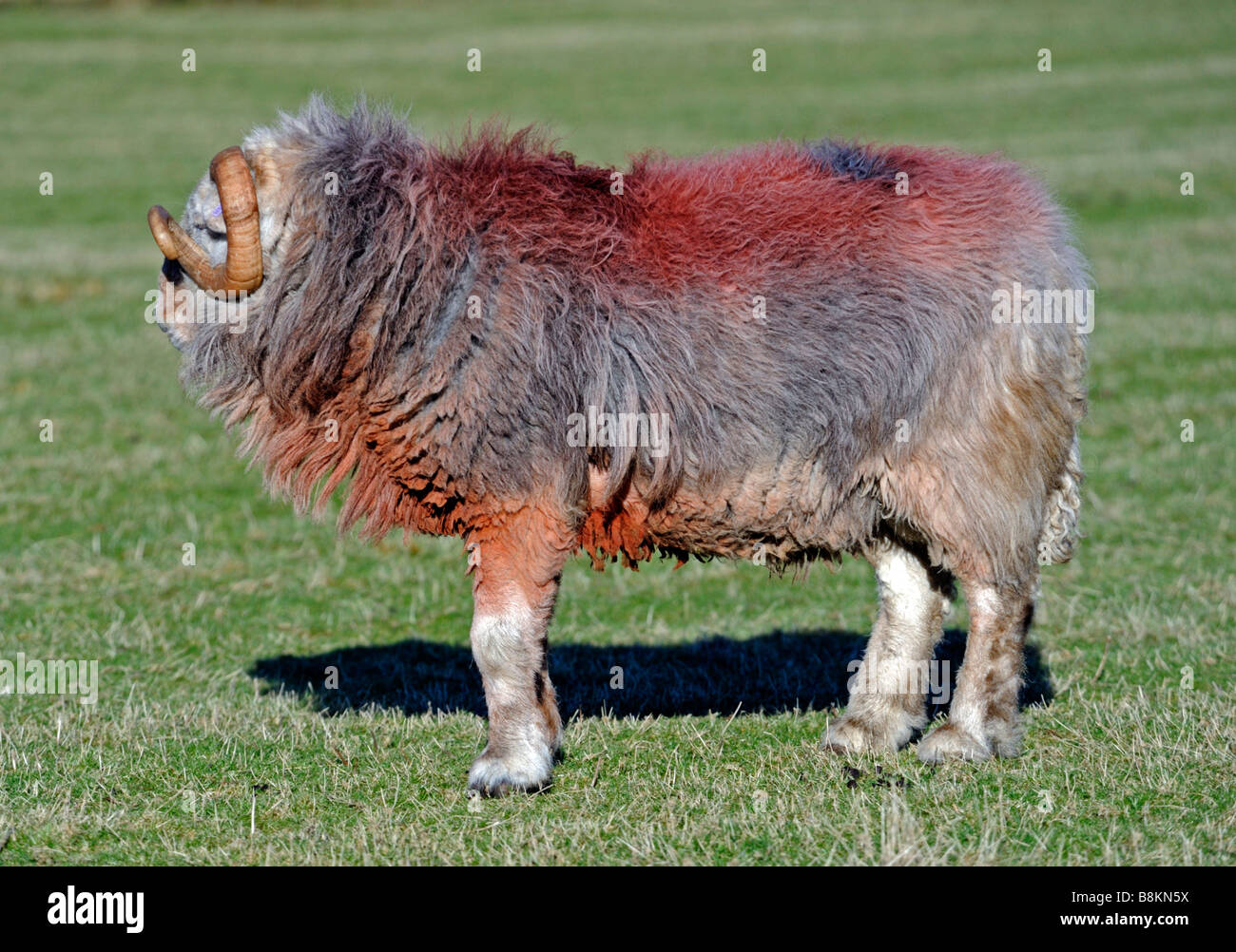 Herdwick ram. Fell Foot Farm, Little Langdale, Lake District National ...