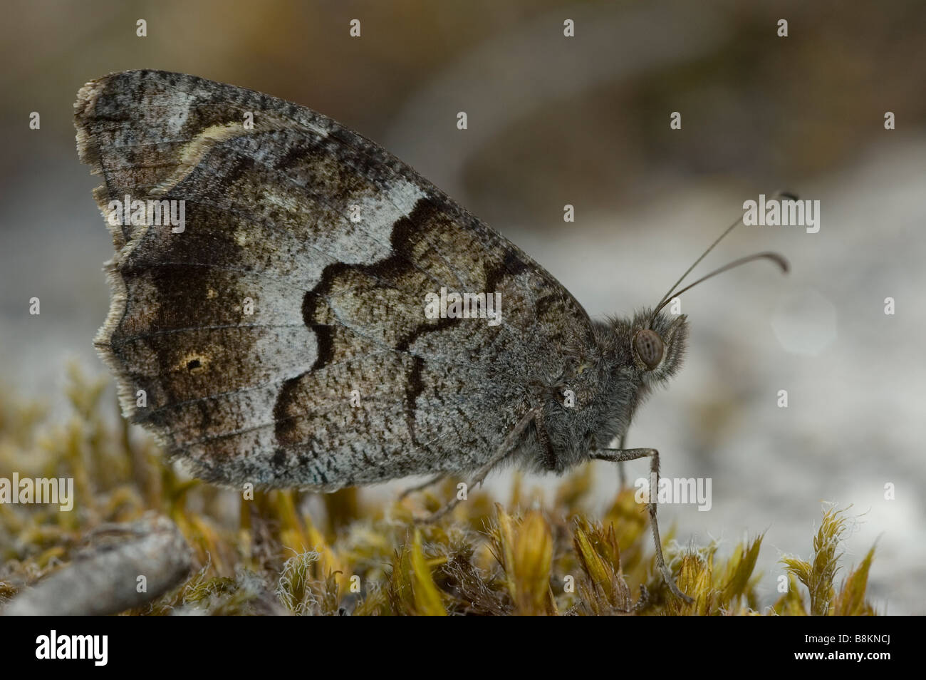 Tree Grayling butterfly (Hipparchia statilinus Stock Photo - Alamy