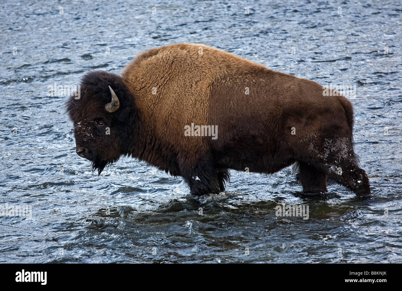 Bison in river hi-res stock photography and images - Alamy