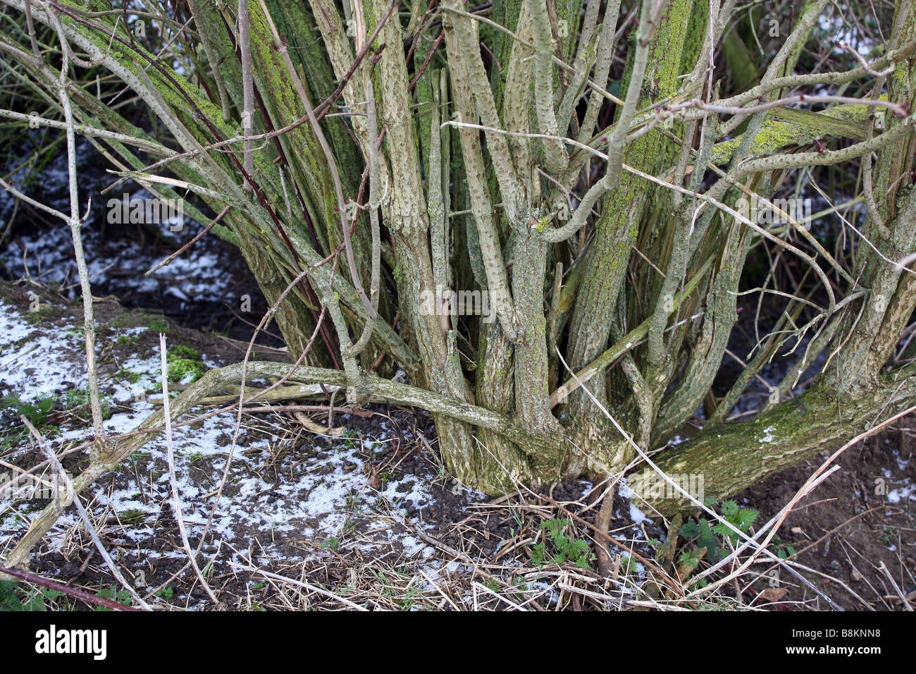 Tangled bush hi-res stock photography and images - Alamy