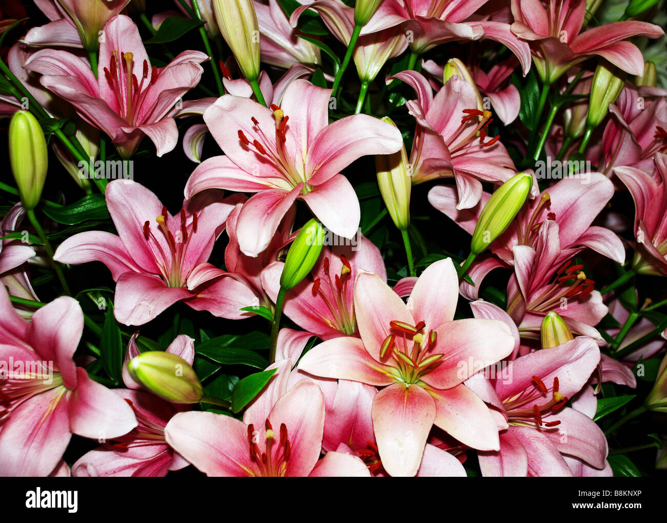 Pink Stargazer lilies Stock Photo - Alamy