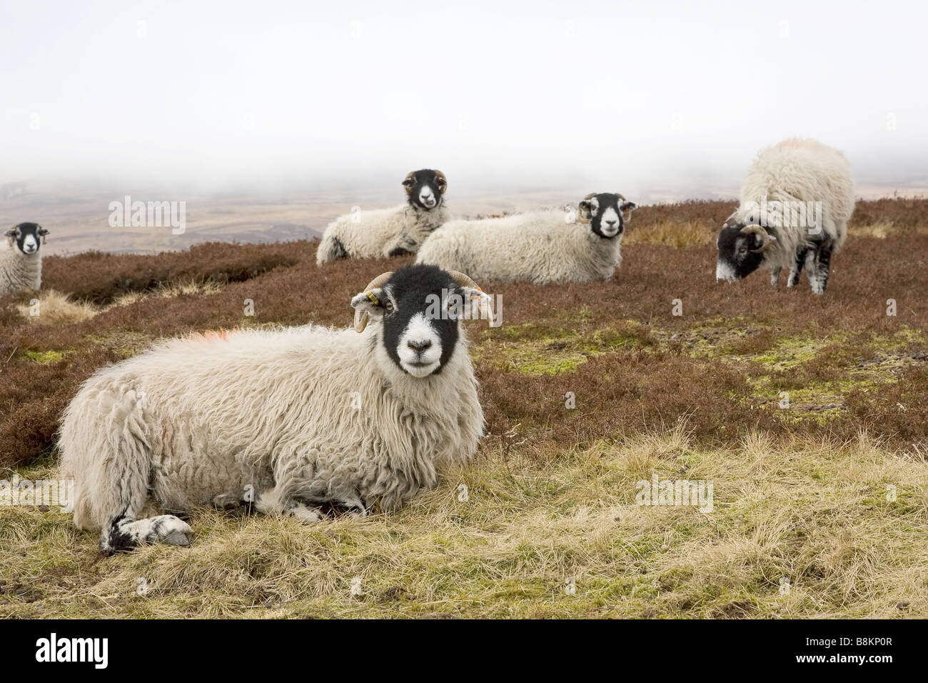 Sheep on the moors hi-res stock photography and images - Alamy