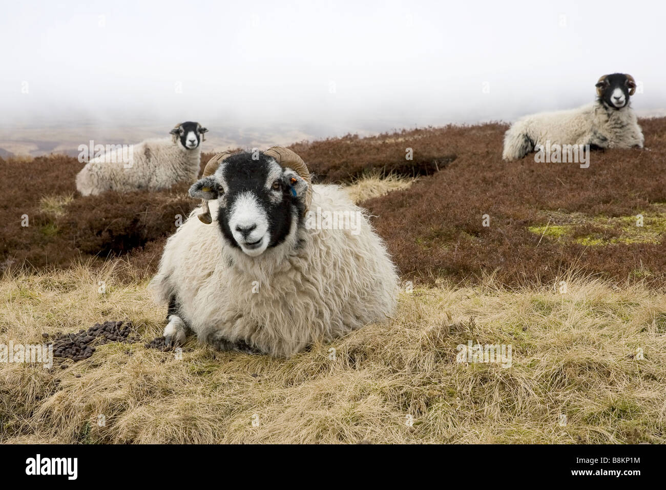 Swaledale sheep hi-res stock photography and images - Alamy