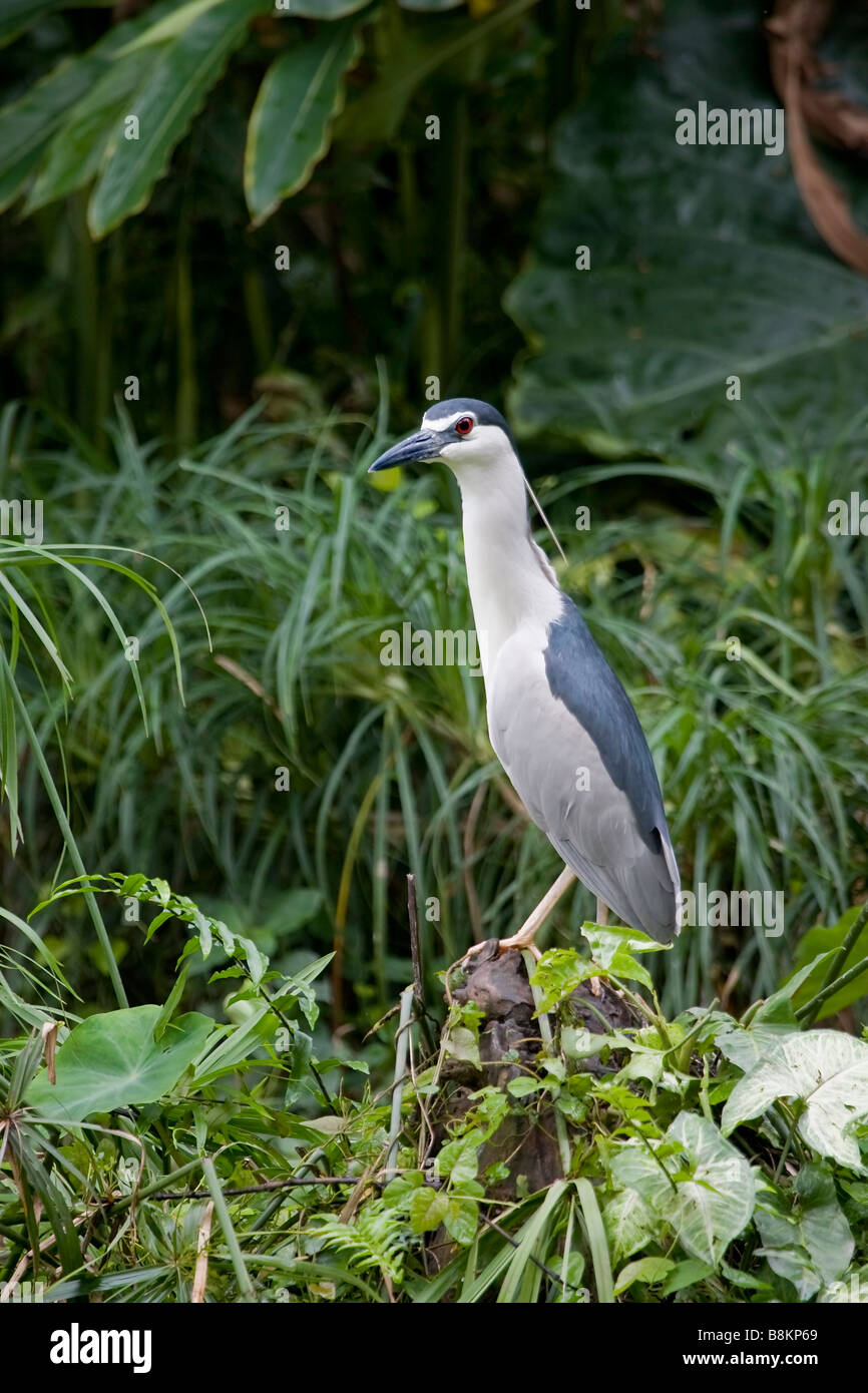 Black crowned Night Heron Nycticorax nycticorax Stock Photo - Alamy