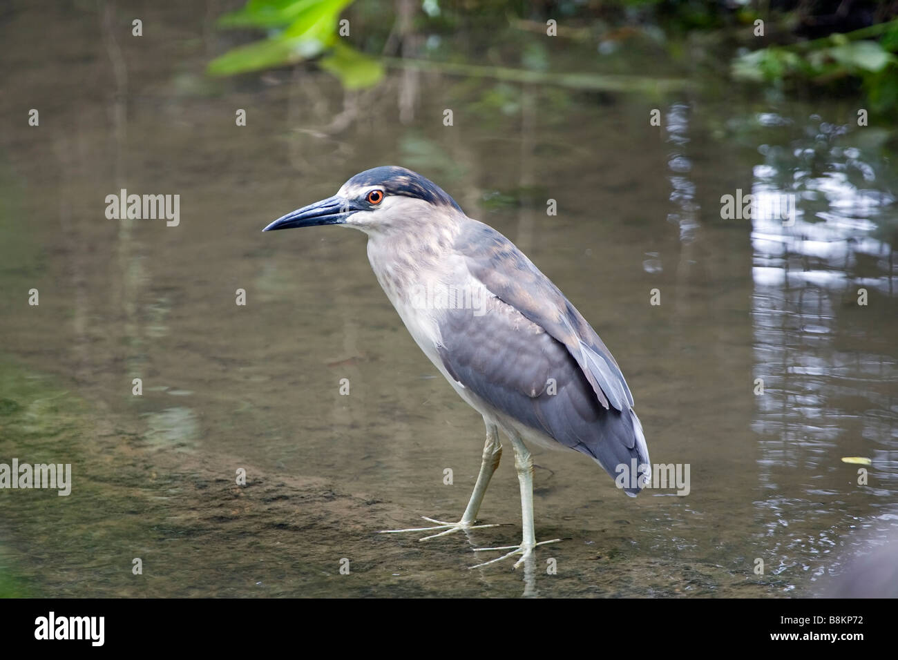 Black crowned Night Heron Nycticorax nycticorax Stock Photo - Alamy
