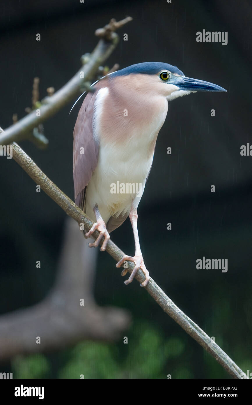 Black crowned Night Heron Nycticorax nycticorax Stock Photo - Alamy