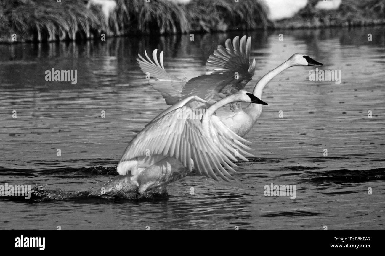 Swans taking off take off hi-res stock photography and images - Alamy